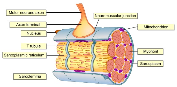 BIOLOGY FORM 6: NEUROMUSCULAR JUNCTION I
