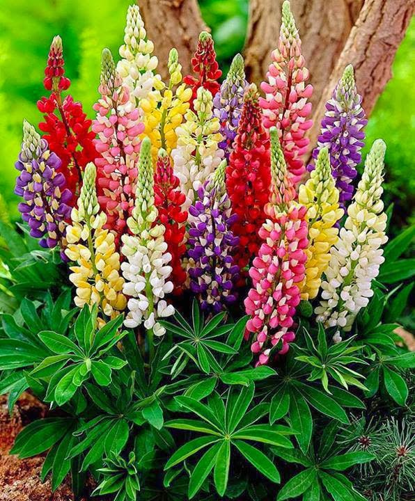 PARADISUL VERDE...: FLORI RARE, PENTRU PRIETENI