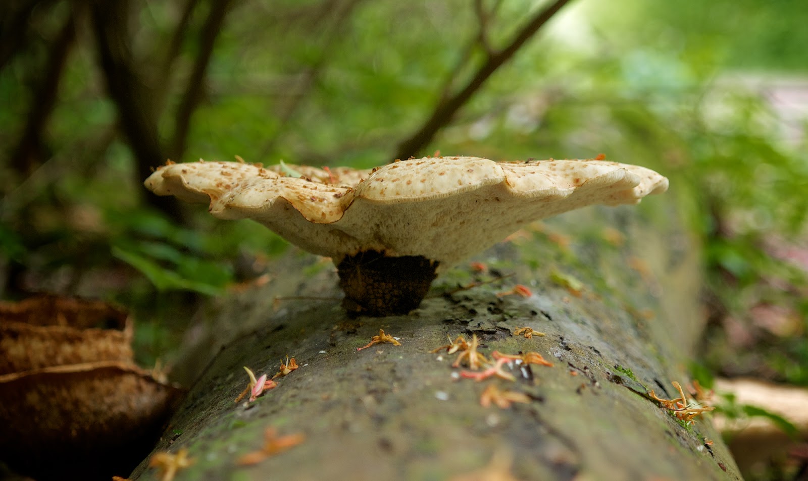 David Marvin Photography - Lansing, Michigan: Fantastic Forest Fungi