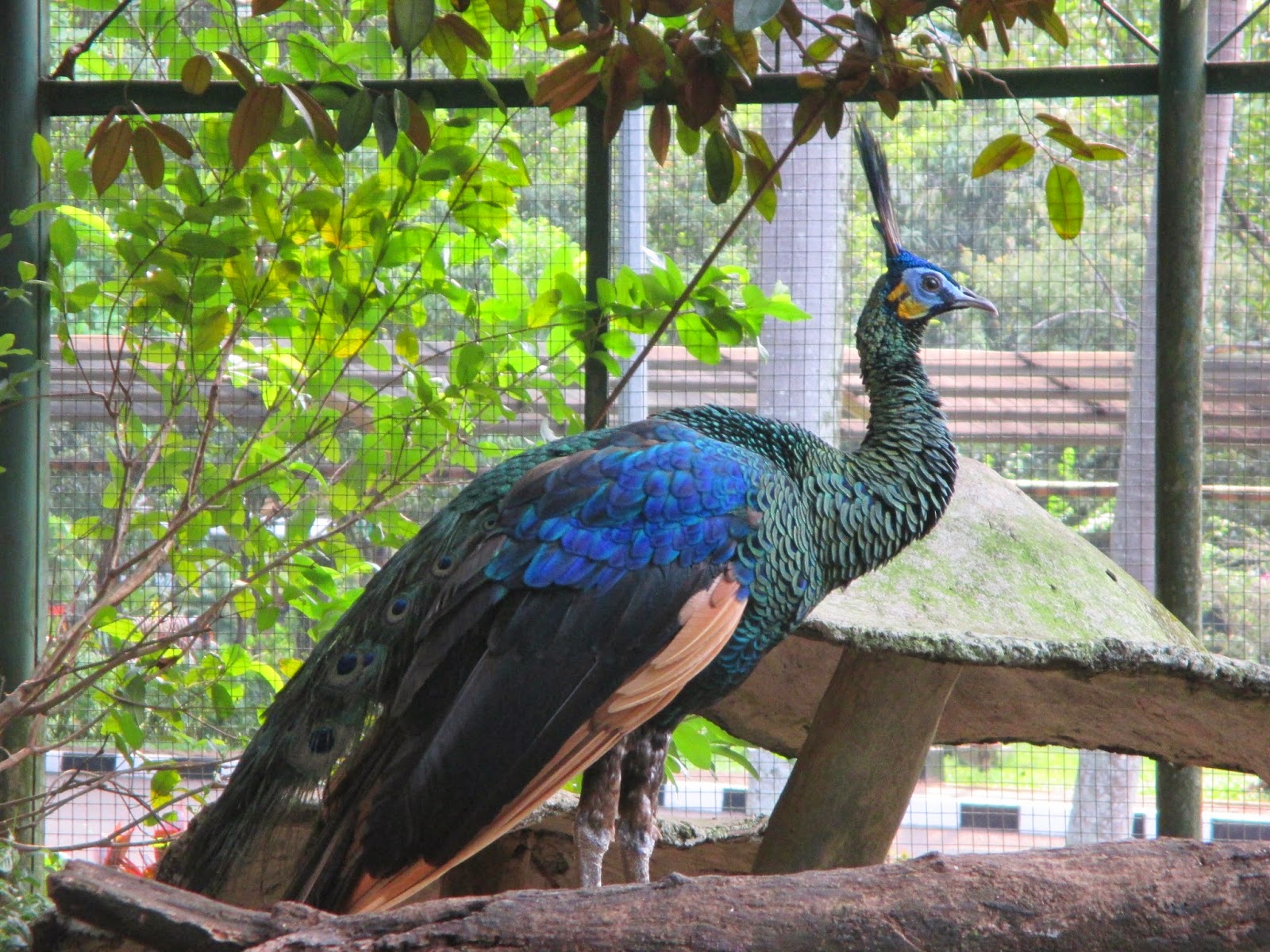 Merak Hijau, Lambang Keindahan Budaya di Berbagai Negara
