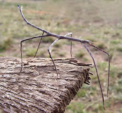 Doondos | Insectos gigantes