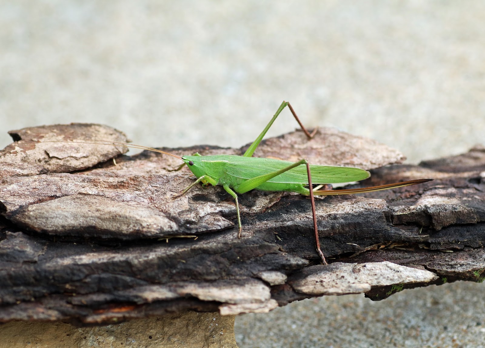 MObugs: Round-Tipped Conehead Katydid