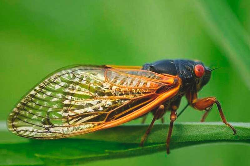 Uruguay y sus curiosidades-Uruguay and its curiosities: La Chicharra en ...