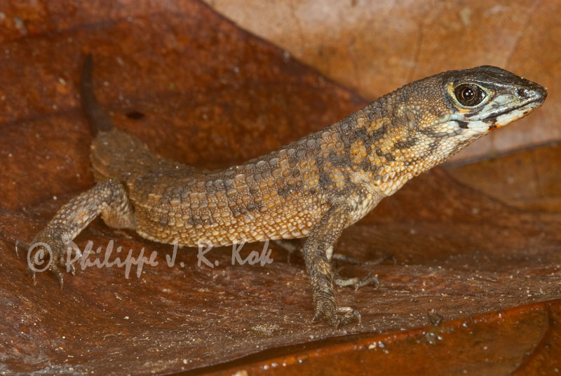 Scincomorpha - True Lizard