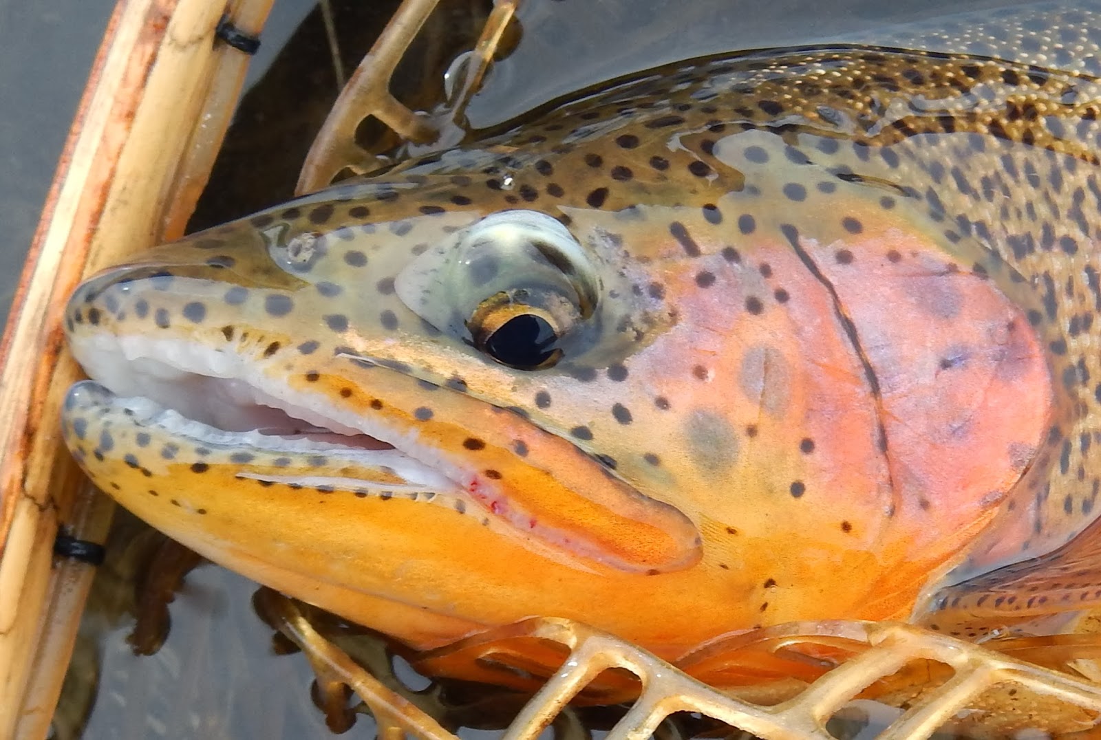 1000+ images about Trout Pictures on Pinterest | Brown trout, Trout and ...