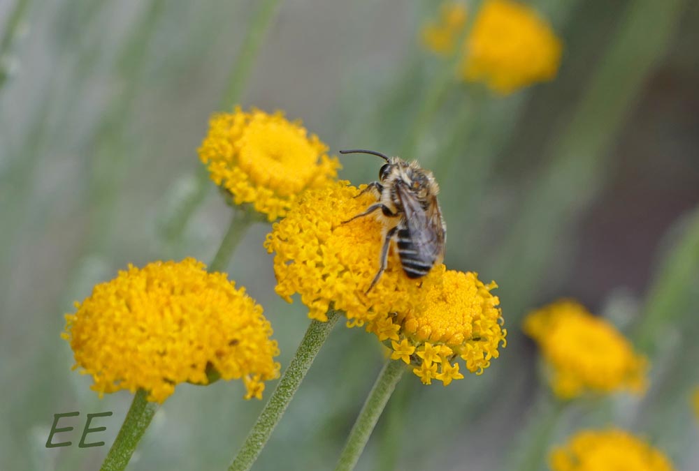 Mallorca es así también: La Primavera de los Insectos