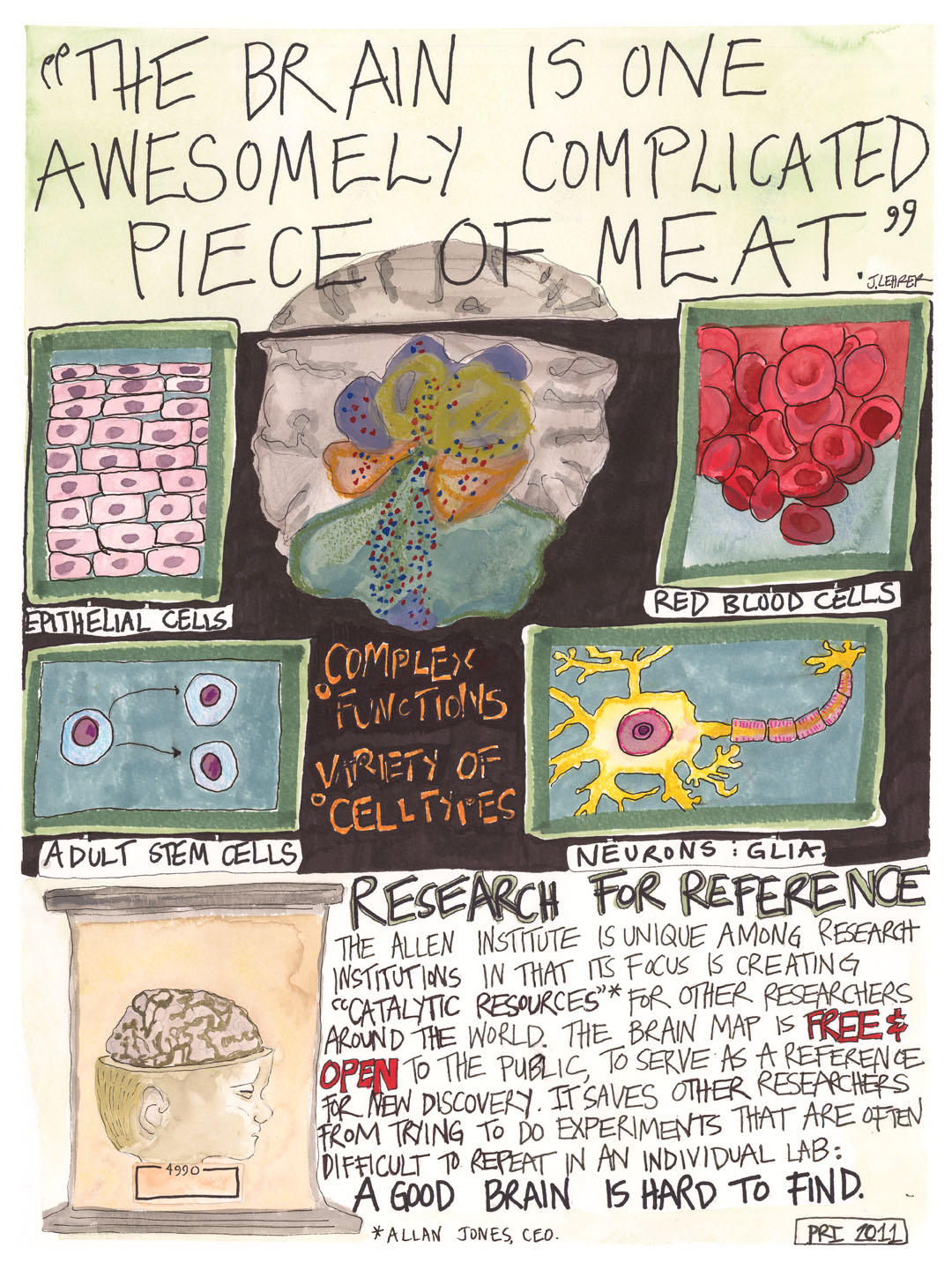 Small and Tender: Allen Human Brain Atlas