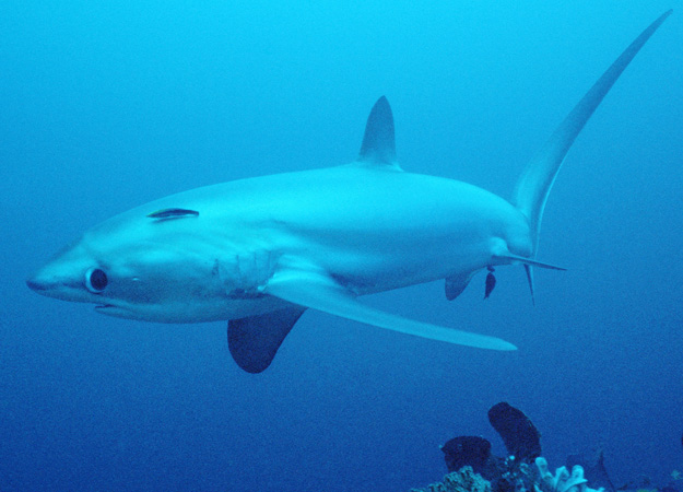 The Jungle Store: The Thresher - The Shark with a Whip