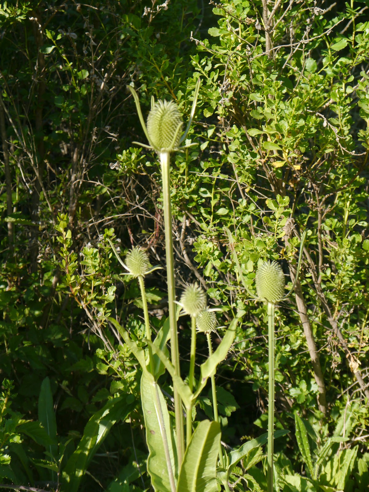 The Gleewoman's Notes: The Magic of Teasel