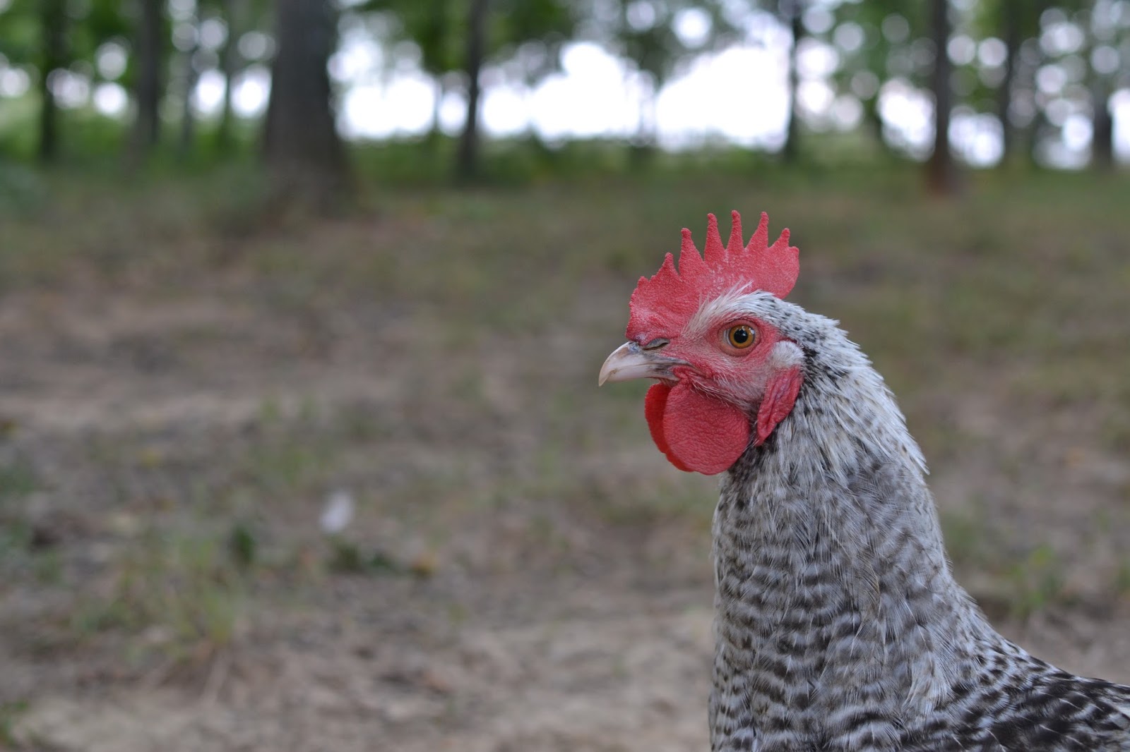 Our Neck of the Woods: Feathered Friend Friday: Rooster Ratio