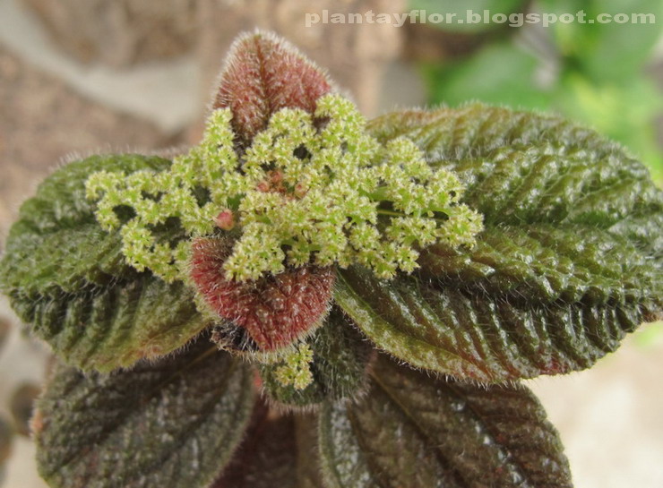 Plantas y flores: Pilea involucrata