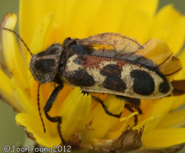 South African Photographs: Spotted Maize Beetle (Astylus atromaculatus)