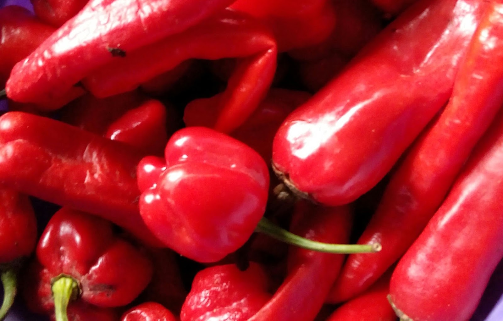 HERBS AND SPICES : IGNITE YOUR TASTE BUDS WITH SOME CHILLI PEPPERS
