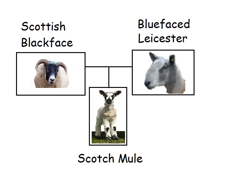 Jen Wilson - Milngavie Tutors - Biology and Chemistry Tuition: Higher ...