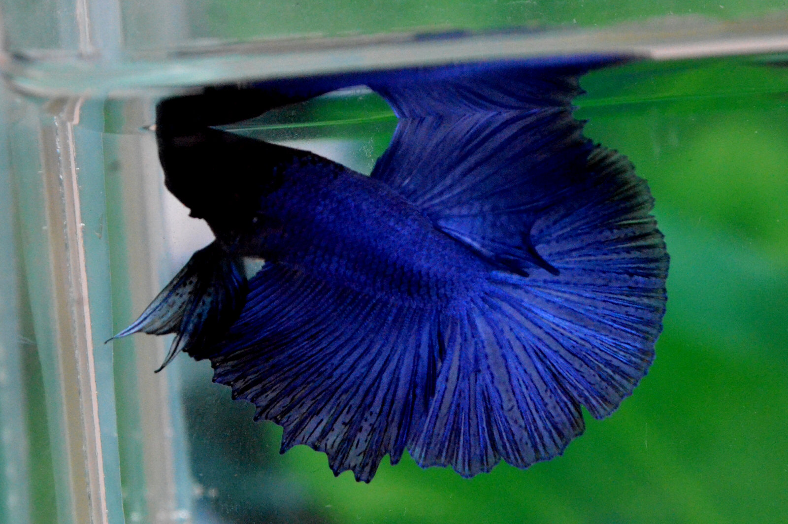 HM173 - Royal Blue Halfmoon ! ~ Betta 138