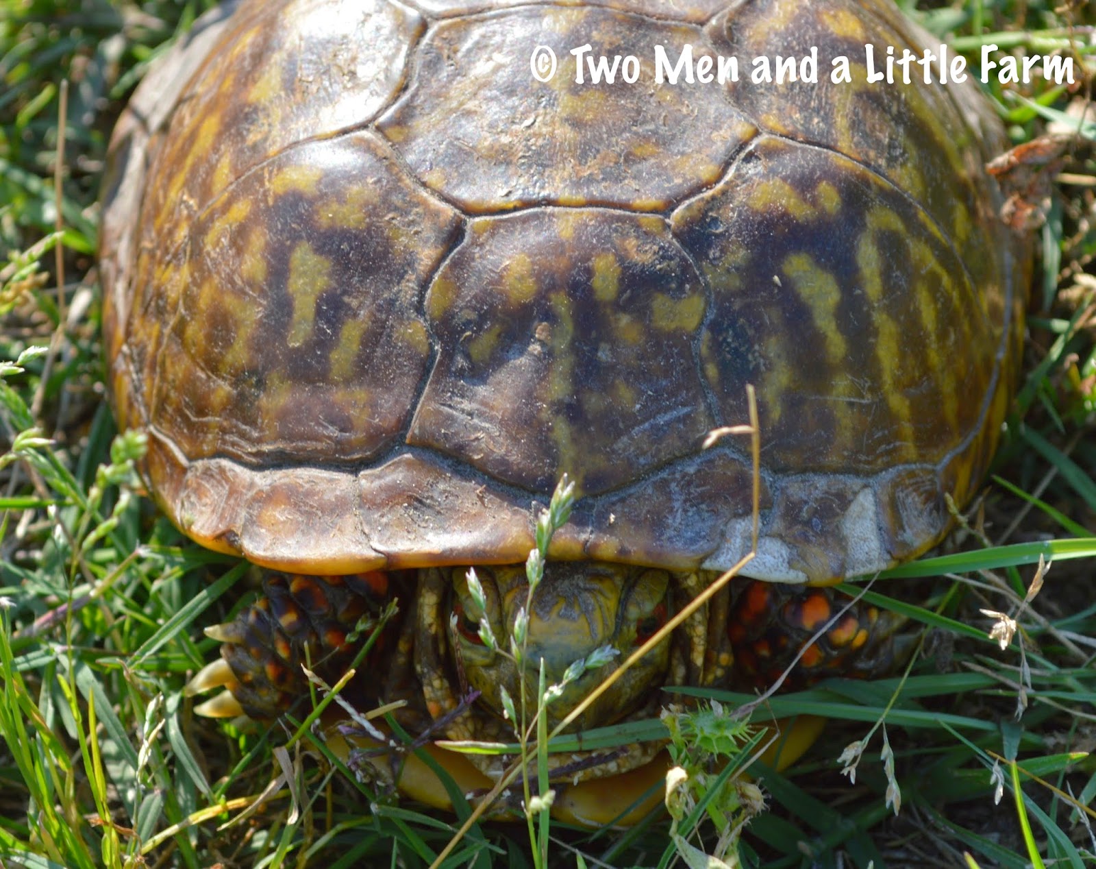 Two Men and a Little Farm: A TURTLE COMES TO VISIT