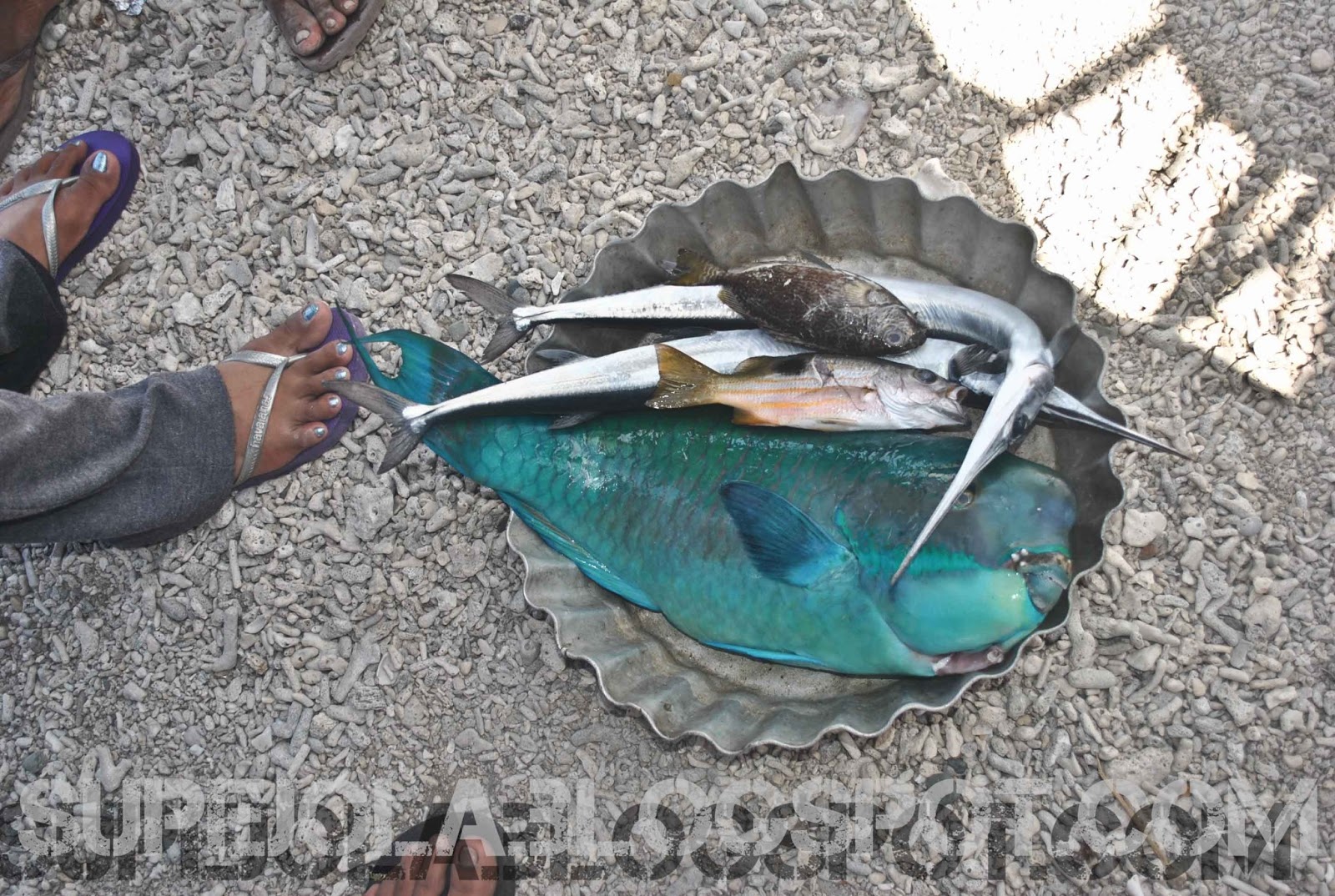 EXPERIMENTAL DISH : GASPAR ISLAND, MARINDUQUE