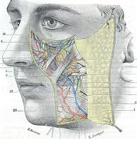 REGIONES SUPERFICIALES DE LA CARA ~ Zona De Estudio Odontologico