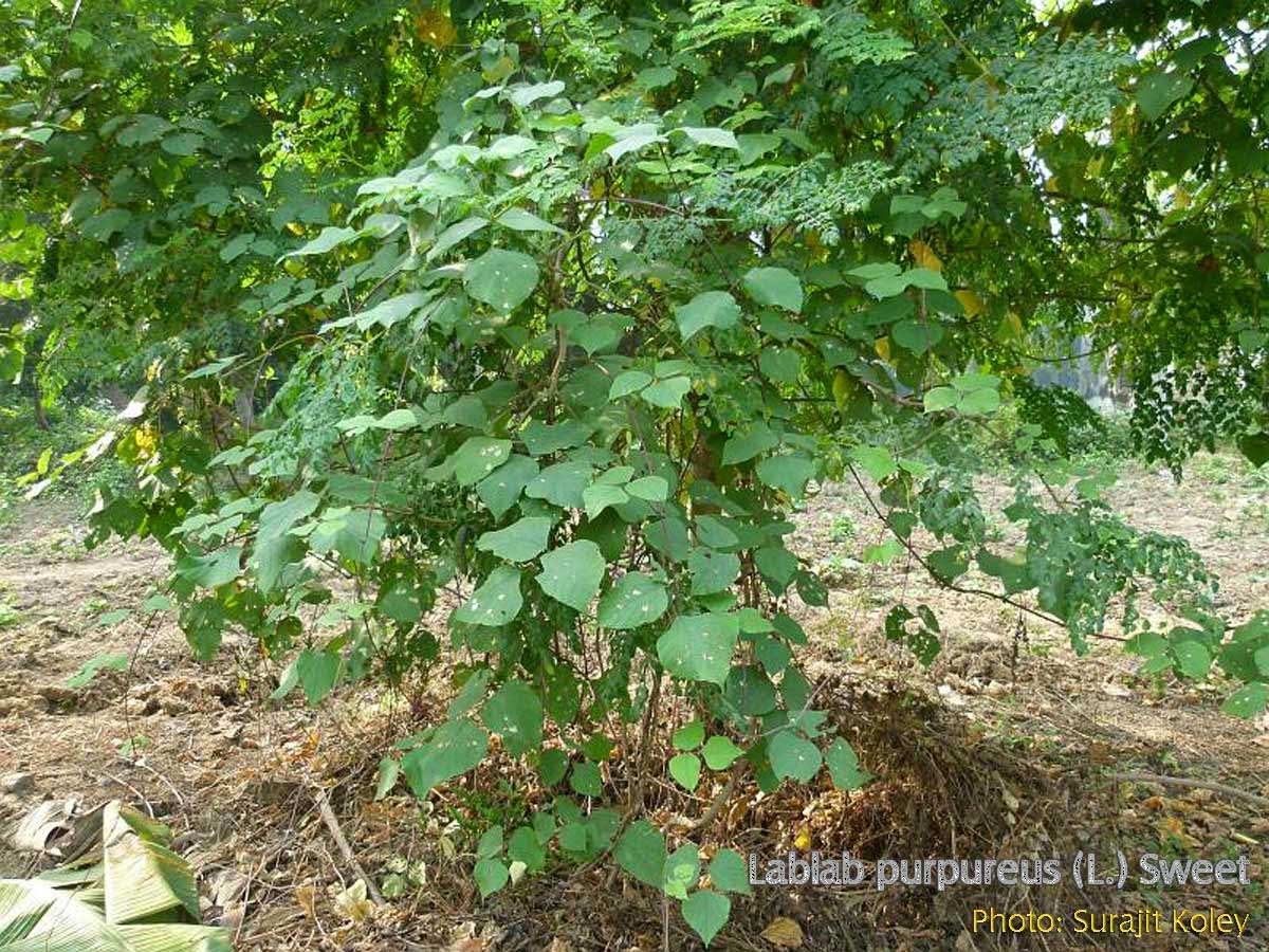 Medicinal Plants: Lablab purpureus, Chikkudu, Avarai