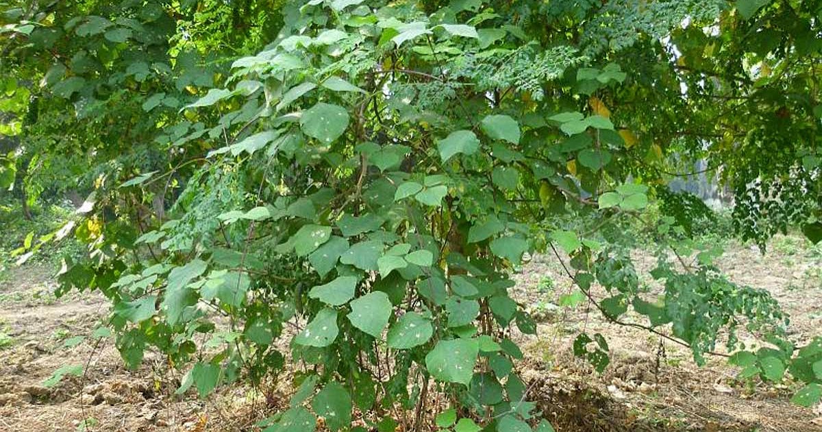 Medicinal Plants: Lablab purpureus, Chikkudu, Avarai