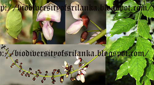 Biodiversity of Sri Lanka: මඟුල් කරඳ/ගල් කරඳ/කරඳ [Magul Karanda/Gal ...