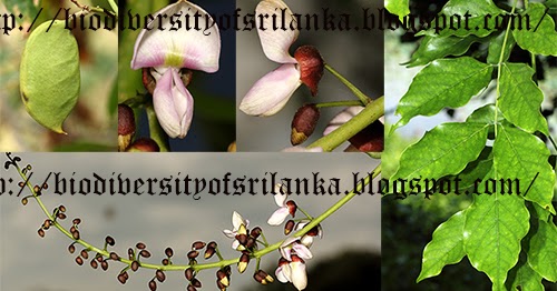 Biodiversity of Sri Lanka: මඟුල් කරඳ/ගල් කරඳ/කරඳ [Magul Karanda/Gal ...
