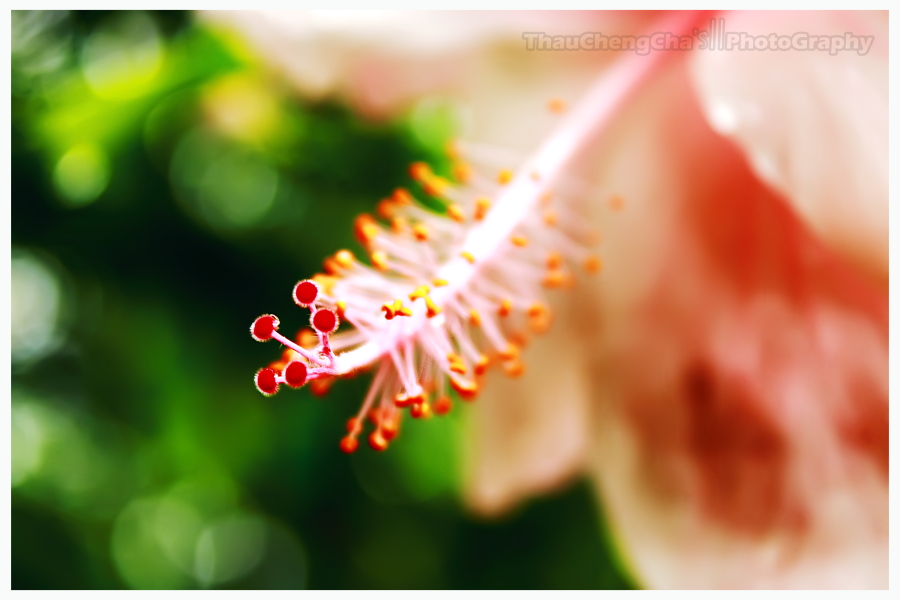 ThauChengCha'S||PhotoGraphy: My Home Town, Kampur