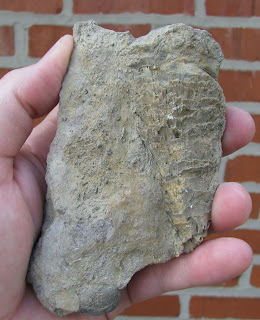 Views of the Mahantango: Beekite preserved fossils