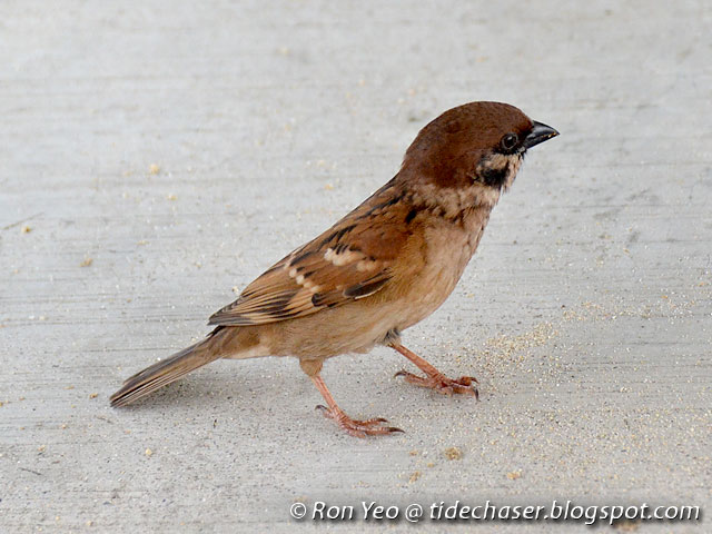 tHE tiDE cHAsER: Passerines or Perching Birds (Phylum Chordata: Order ...