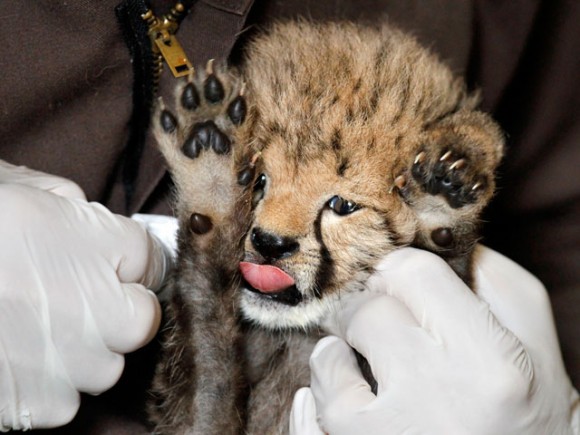 White Wolf : Hand-Raising Cheetah Cubs After Rare Birth (Video)