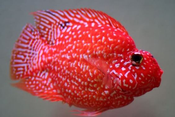 Mania de Aquário: Red Texas