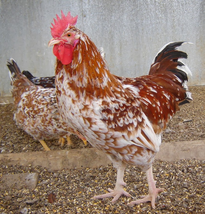 Aloha Chickens: Stephen's 2013 Alohas