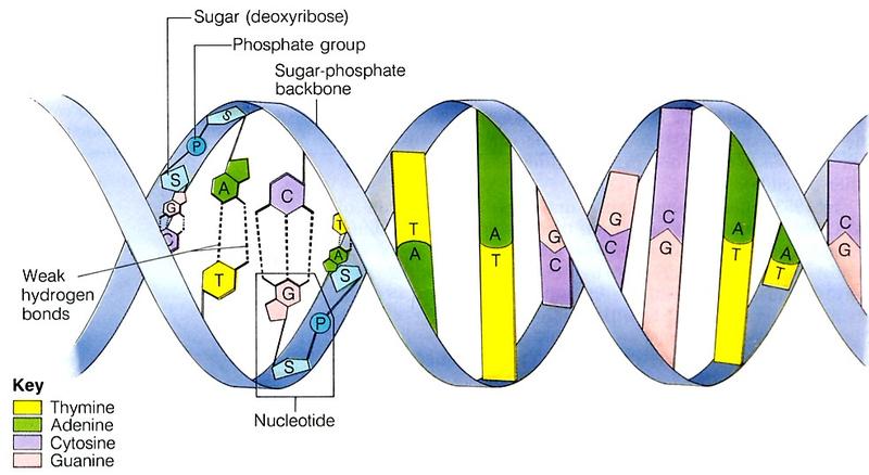 Senior Biology: DNA Structure and Replication