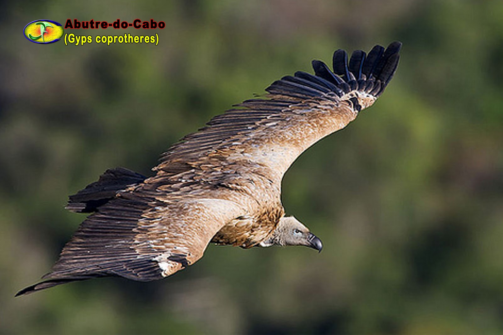 ORNITOLOGIA: Abutre-do-cabo (Gyps coprotheres)