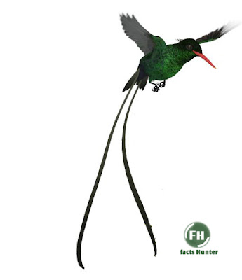 Bird's Lifestyle: Doctor Bird - National Bird of Jamaica