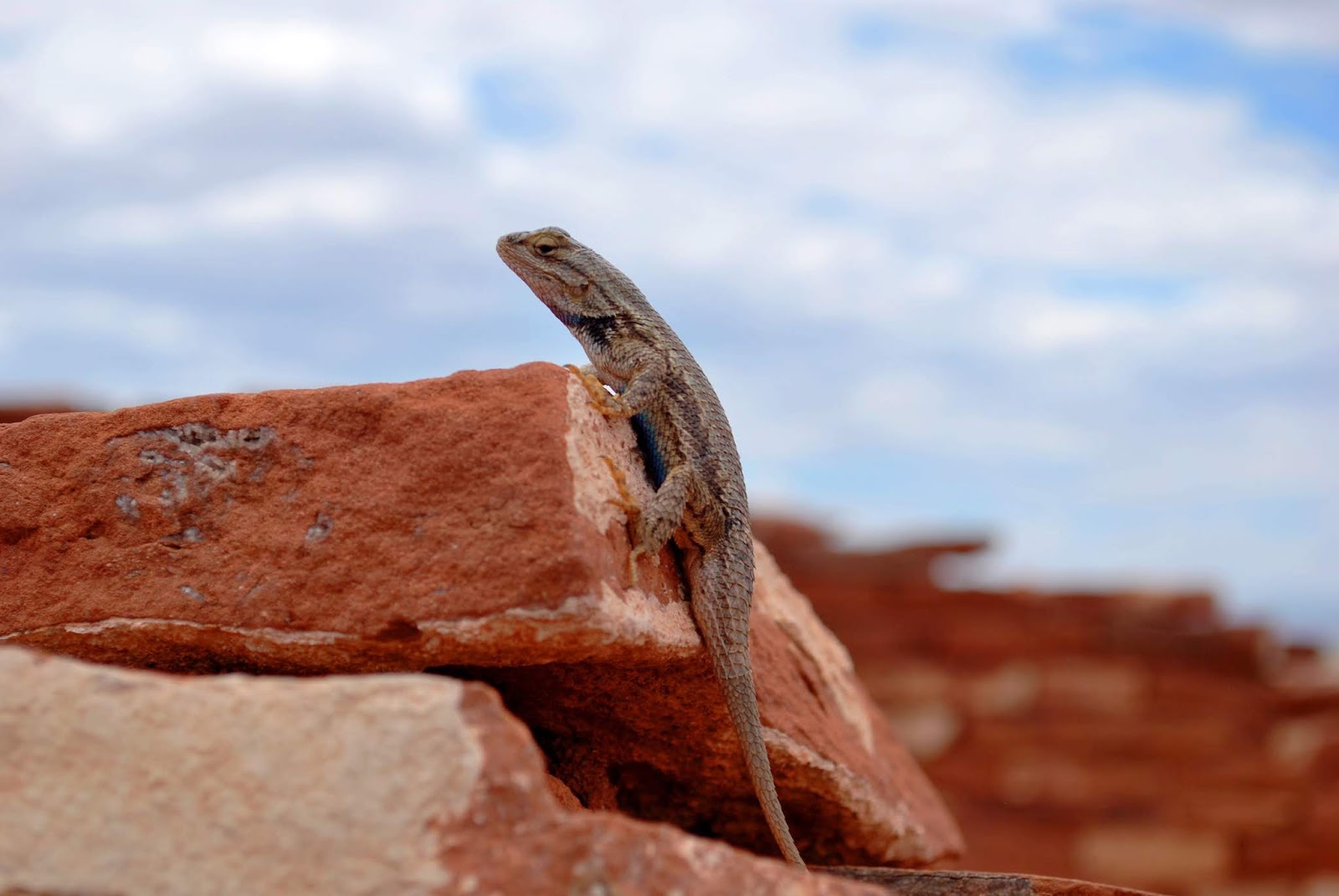 Pequeños reptiles wallpapers