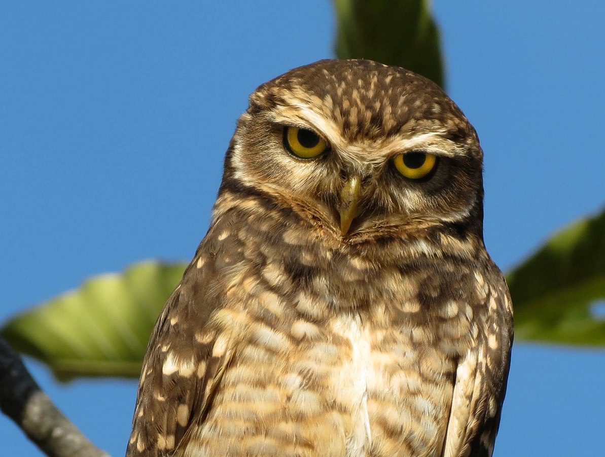 Nossa Arte em Família: Amo Corujas!!