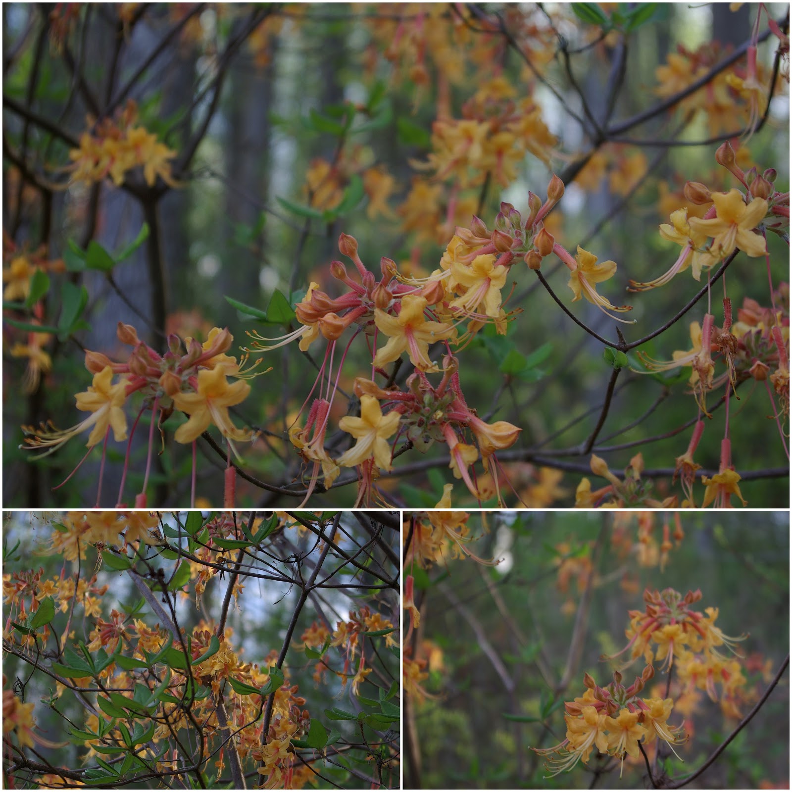 sweetbay: Florida azaleas
