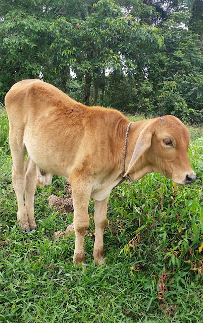 Warisan Petani: Ternakan lembu 13