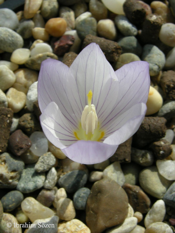 The Country Of Crocuses: Crocus kotschyanus subsp. kotschyanus