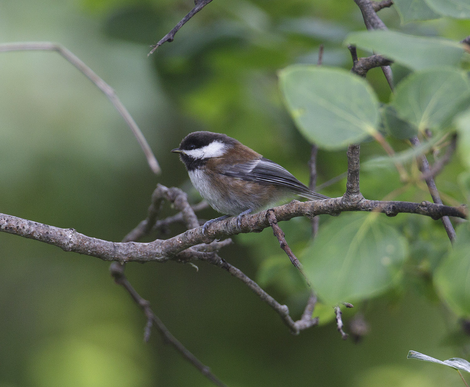 pewit: Chestnut-backed Chickadee