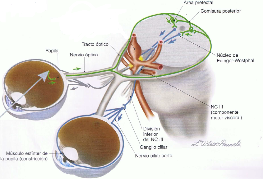NeuraNeuro : III par: oculomotor o motor ocular común