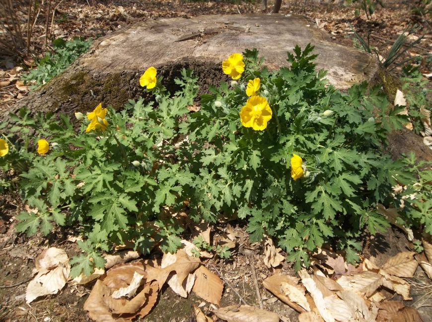 Future Plants by Randy Stewart: Stylophorum diphyllum - Wood Poppy