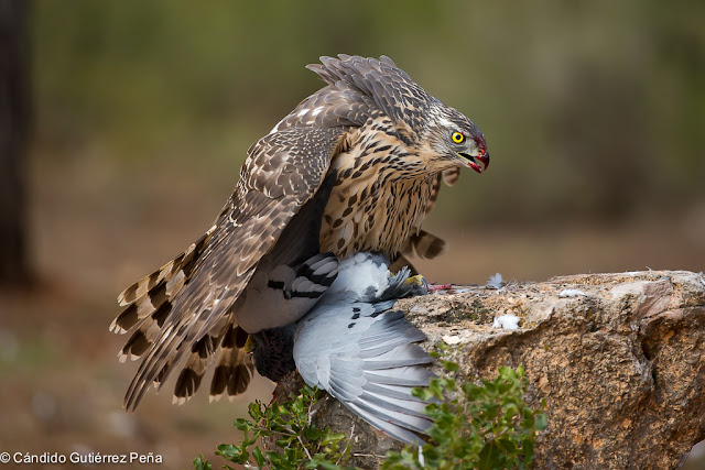 AZOR COMUN - Accipiter Gentilis | Observatorio de la Naturaleza
