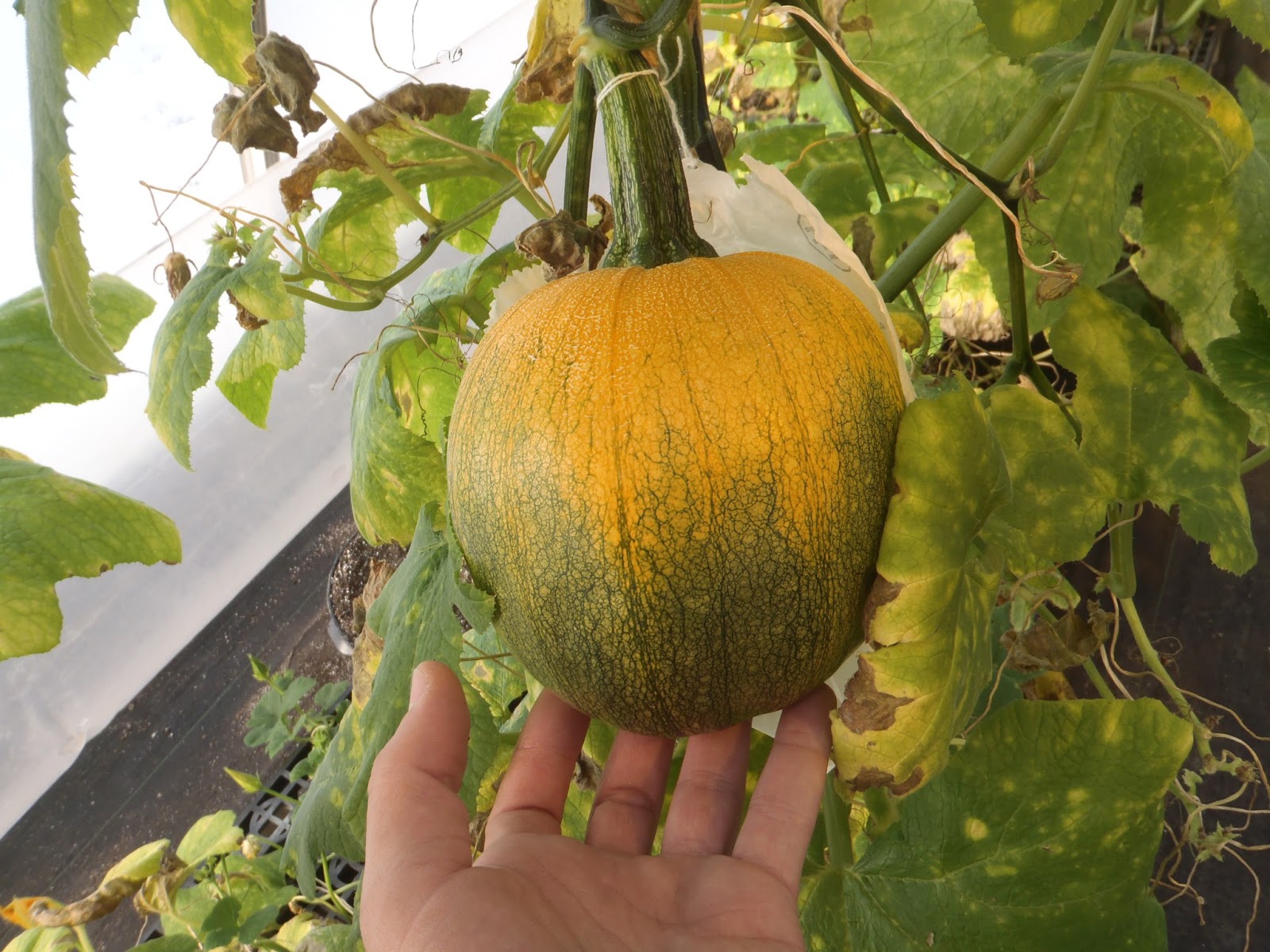 Have You Ever Picked A Carrot?: Fun with Flowers: The art of squash ...