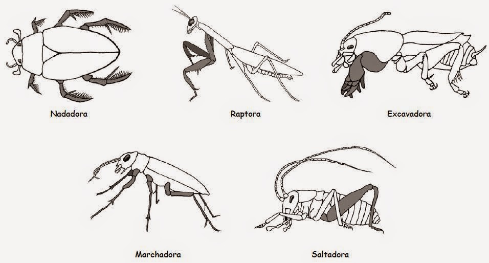 Las patas de un insecto ~ Laboratorio de Insectos