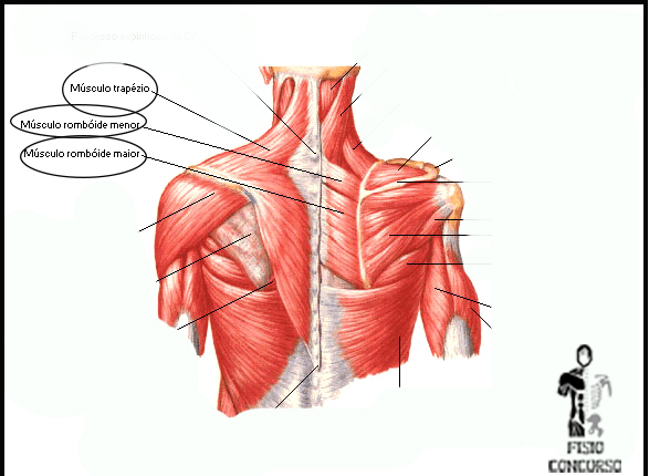 Cinesiologia - CÍNGULO DO MEMBRO SUPERIOR (part I Trapézio) | Fisio ...