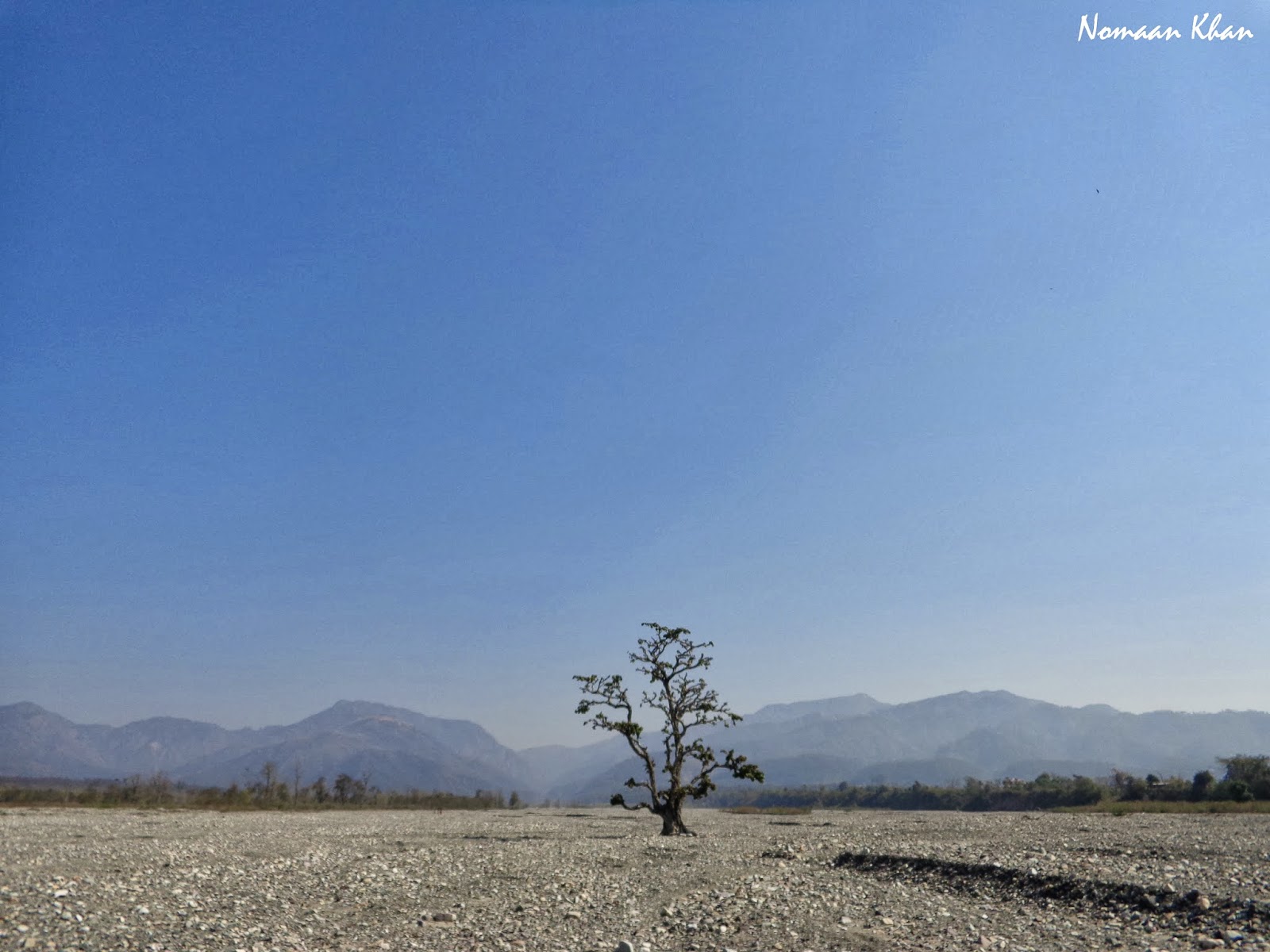 Nomaan Khan's Blog: The tree which stands as a visual heritage of Dehradun