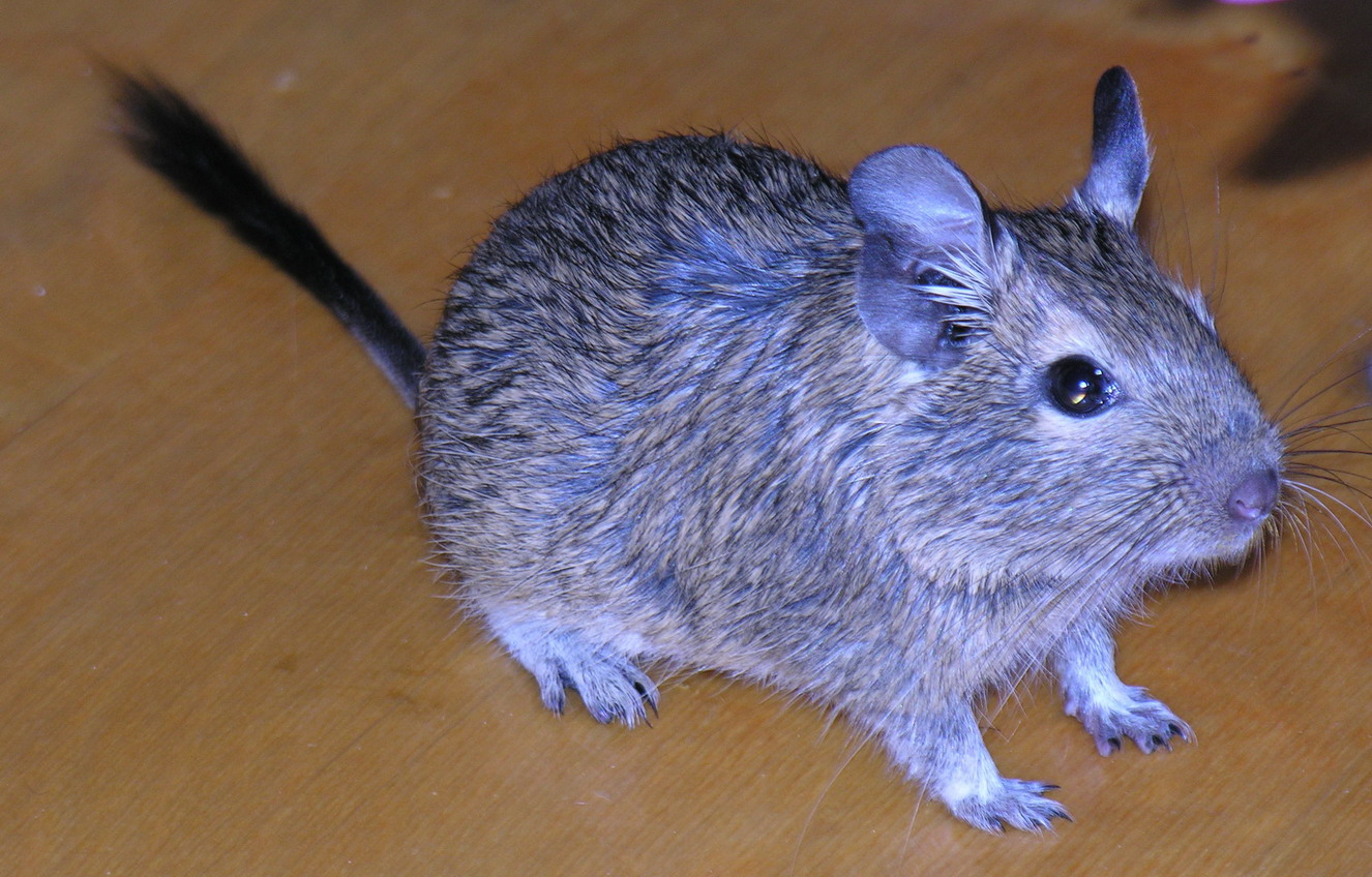 Small-Pets-at-Home: Exotic Pets: DEGU