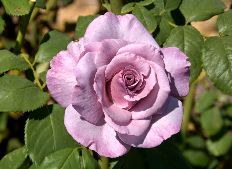 Organic Garden Dreams: October Roses